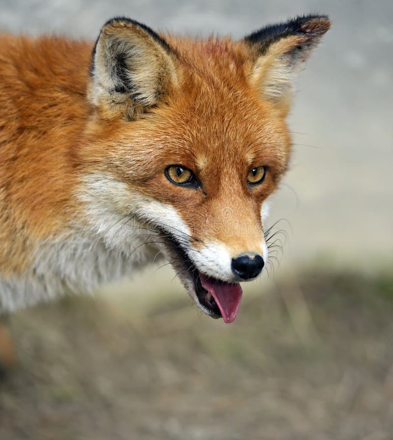 Fox portrait stock photo. Image of portrait, timid, mammals - 39746614