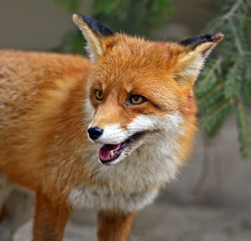 Fox portrait stock image. Image of predator, animal, forest - 43608773