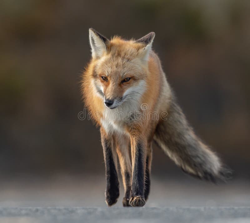 A Fox Portrait stock image. Image of bill, long, animal - 156597237