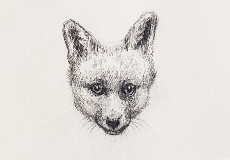 Fox Portrait, Pencil Drawing on Paper. Copy Space. Stock Illustration ...