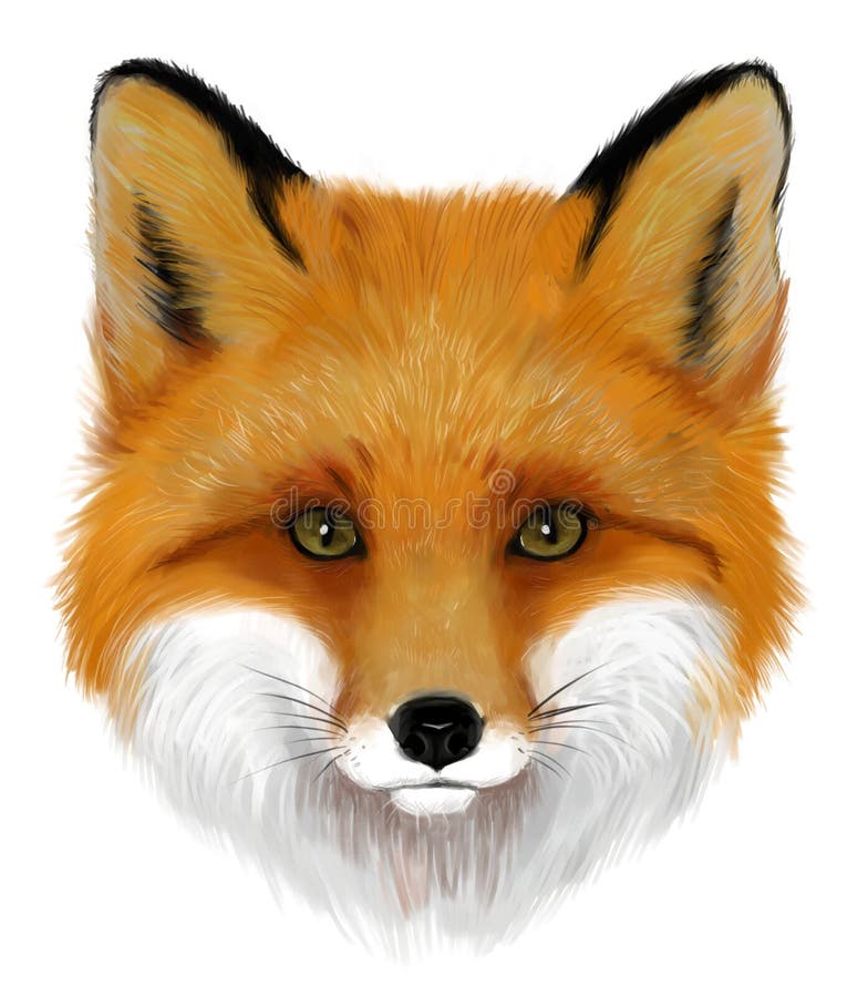 Fox stock illustration. Illustration of drawing, realistic - 44061375