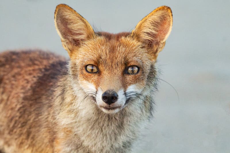 Fox Portrait in Tuscany, Italy Stock Photo - Image of tuscany ...