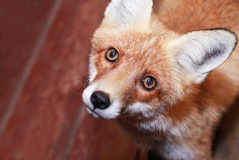 The Fox Portrait stock photo. Image of sorrow, animal - 258118390