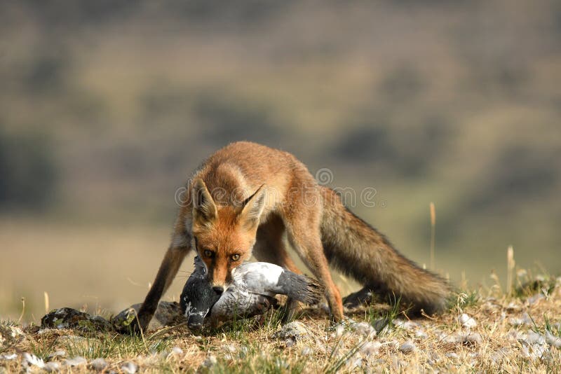 Fox with a Prey Observes in the Field Stock Image - Image of bluethroat ...