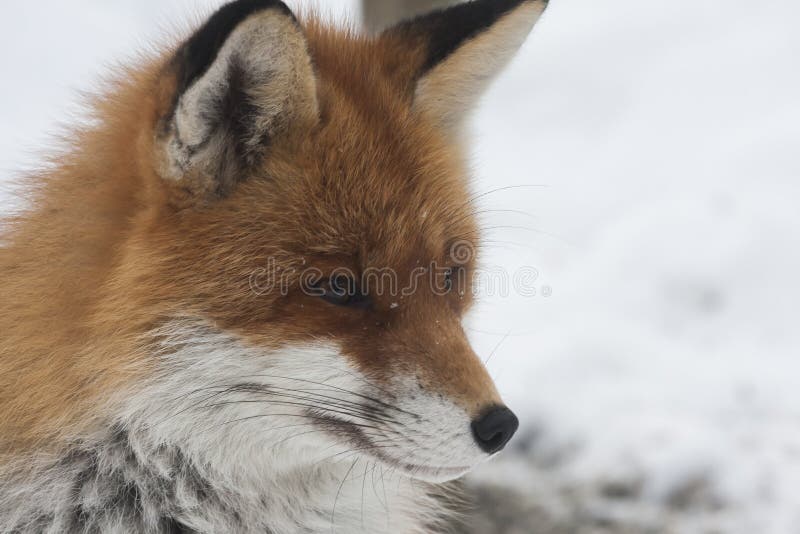 Fox-Profil stockfoto. Bild von wildnis, profil, tiere - 45812528