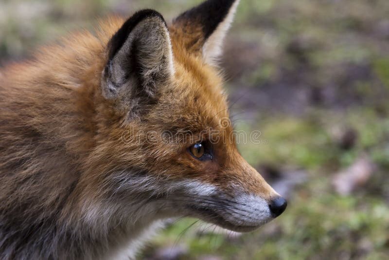 Red Fox Profile Stock Images - Download 293 Royalty Free Photos