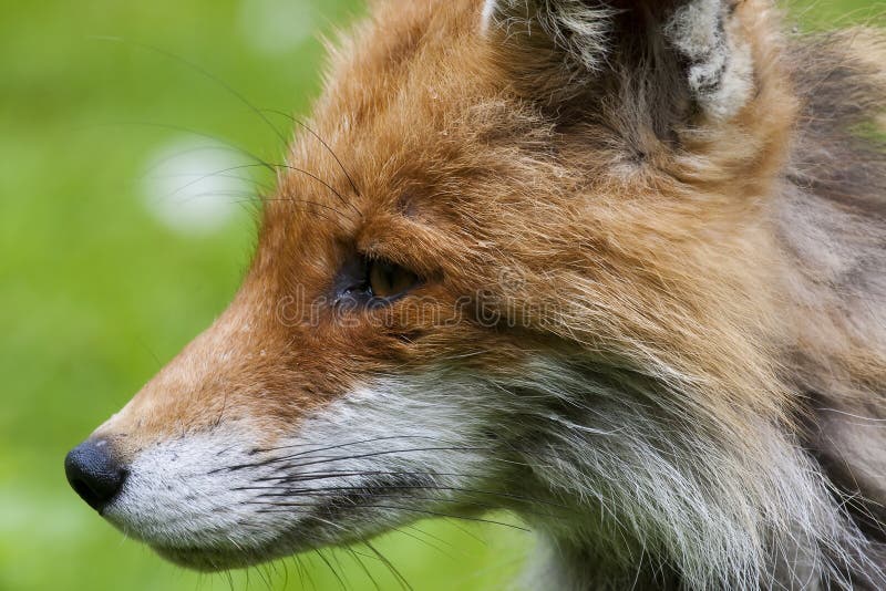 Red Fox Profile Stock Images - Download 293 Royalty Free Photos