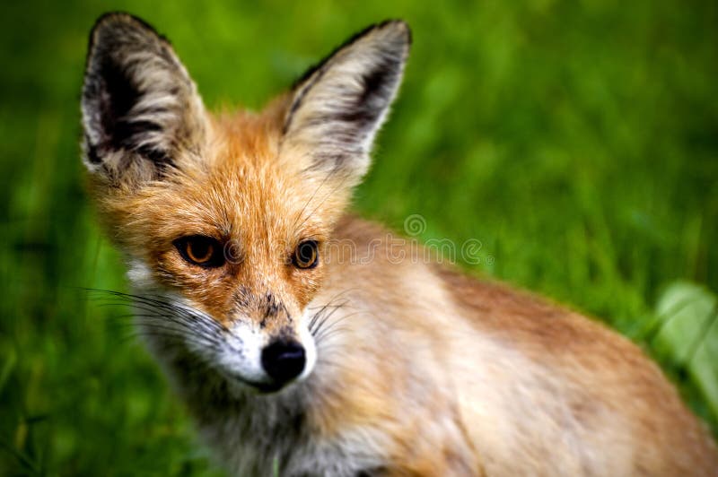 Fox pup stock image. Image of mammal, portrait, dirty - 37771881