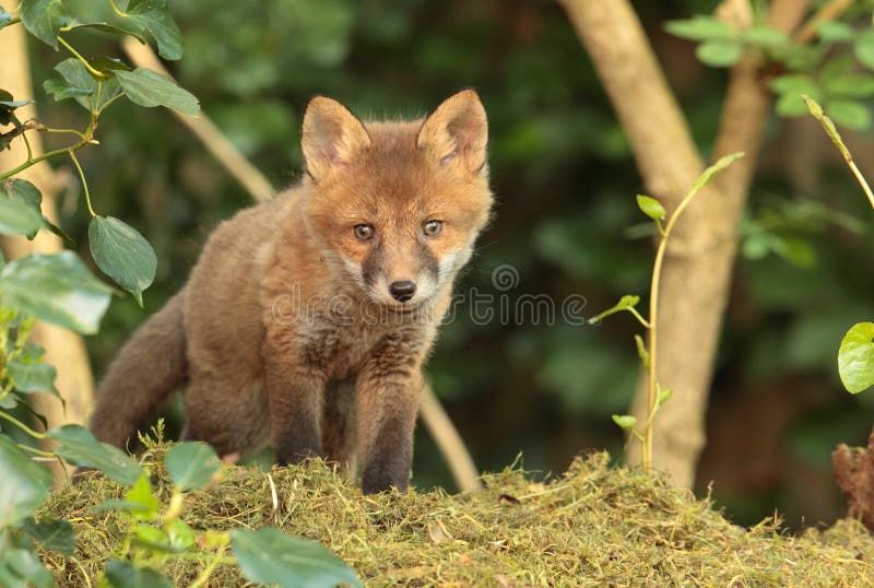 Fox pup. stock photo. Image of foxes, pups, juvenile - 39788878