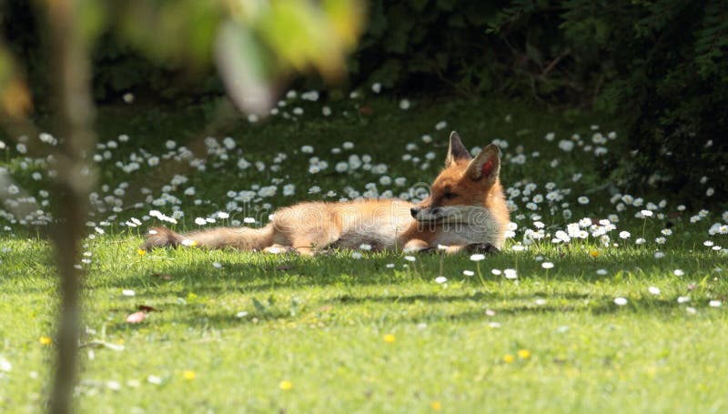 Fox pup. stock photo. Image of nature, wildlife, juvenile - 42064616