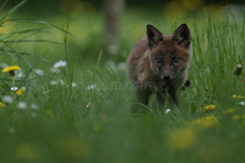 Fox pup walking on field stock image. Image of flowers - 203320349