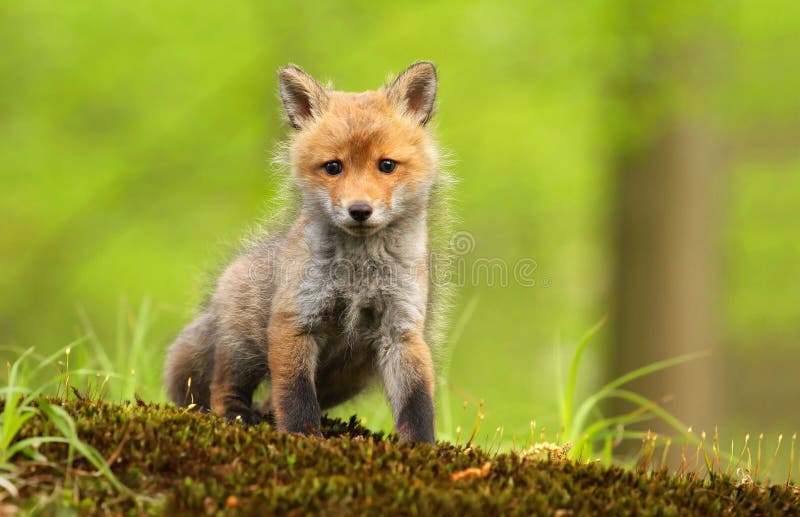 Fox puppy sitting stock photo. Image of mammal, hairy - 71079752