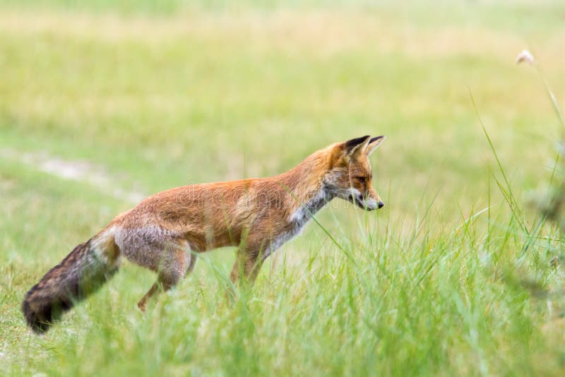 Fox stock photo. Image of growling, dreamy, nose, group - 43546222