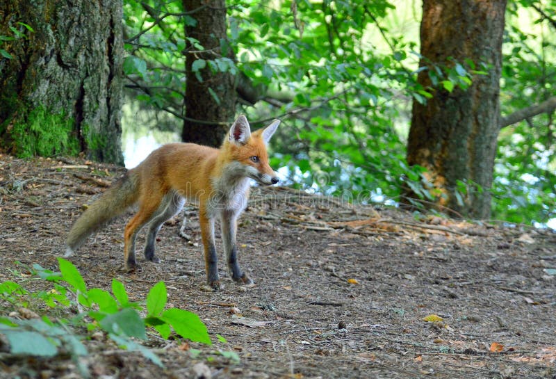 Angry red fox stock image. Image of vulpes, nature, grass - 74878001