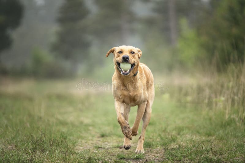 Fox Red Labrador Running in the Forest with a Ball Stock Photo - Image ...