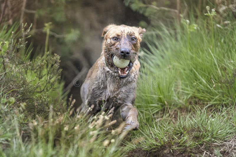 Fox Red Labrador Running from a Mud Pool in the Forest Stock Image ...