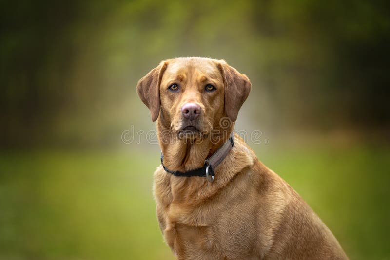Fox Red Labrador Sitting and Looking at the Camera with Blurred Forest ...