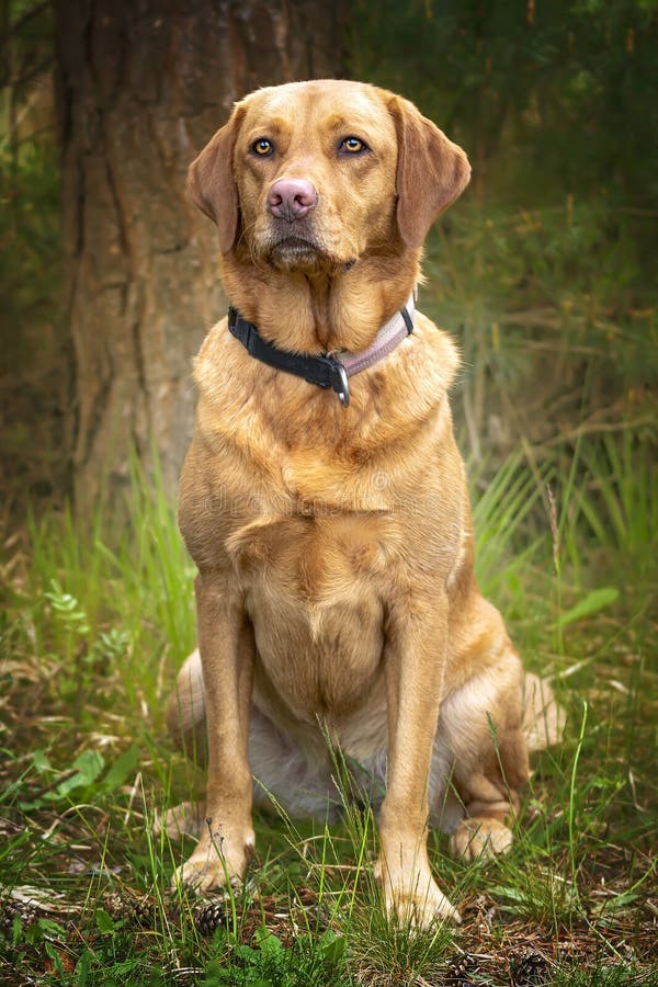 Fox Red Labrador Sitting and Looking Slightly Away in the Forest Stock Photo - Image of mammal ...
