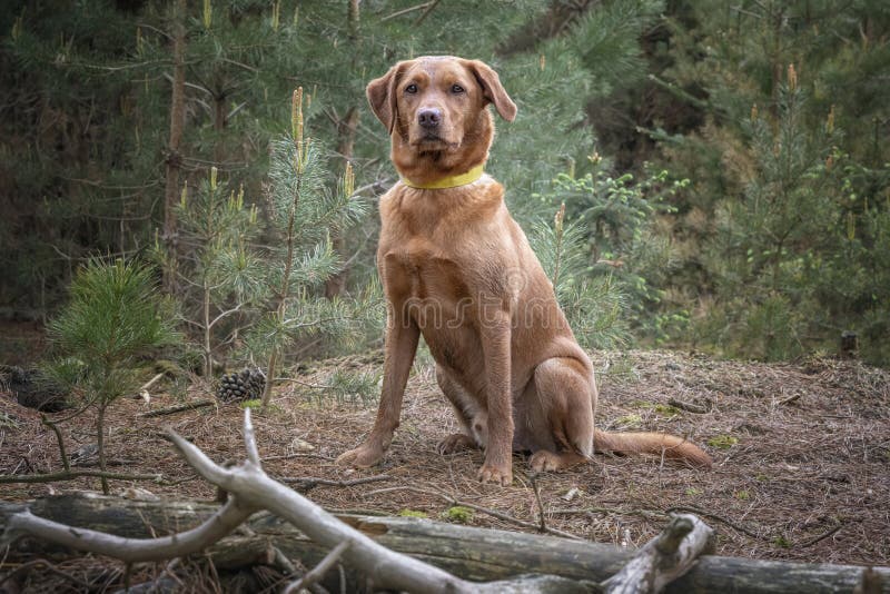 Fox Red Labrador Sitting and Posing in the Forest Stock Photo - Image of collection, dogs: 264165094