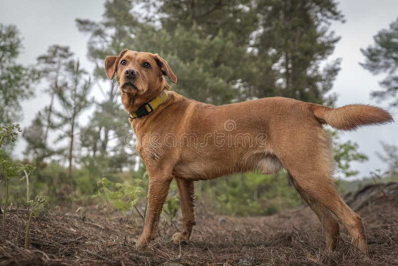 Fox Red Labrador Standing in the Forest and Posing Stock Image - Image ...