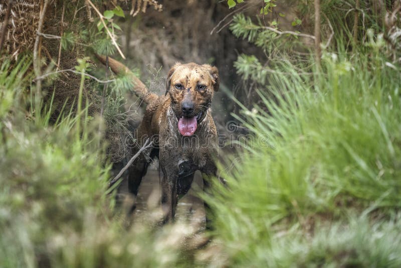 Fox Red Labrador Standing in a Mud Pool in the Forest Stock Image ...
