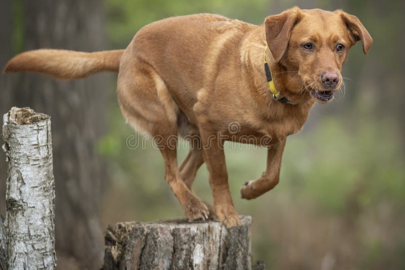 Fox Red Labrador on a Tree Stump Leaping in the Forest Stock Photo ...