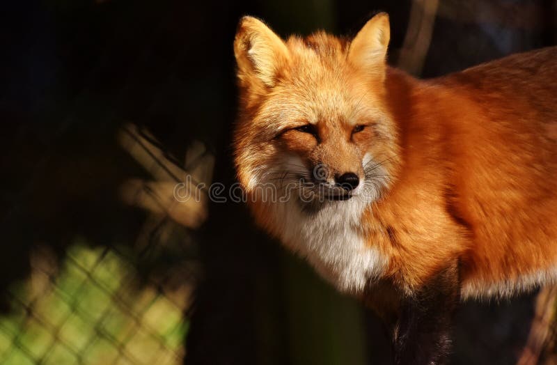 Fox, Red Fox, Mammal, Wildlife Stock Photo - Image of fauna, whiskers ...