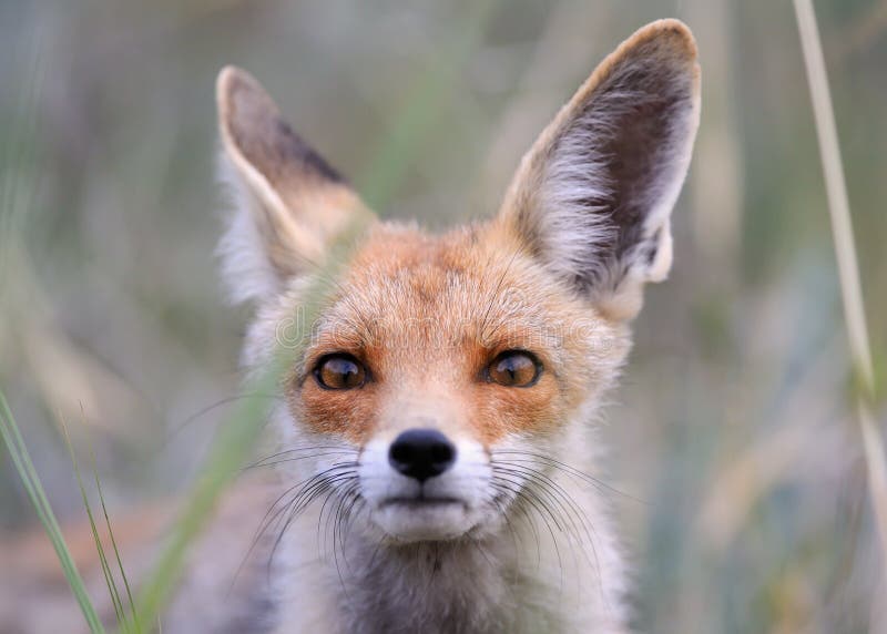 133 Fox Israel Stock Photos - Free & Royalty-Free Stock Photos from ...