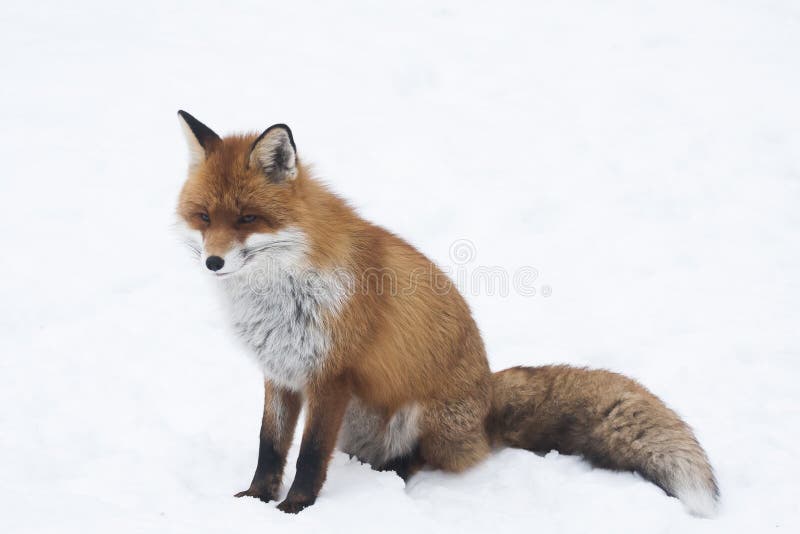 Begging fox stock photo. Image of begs, foxy, begging - 79307758