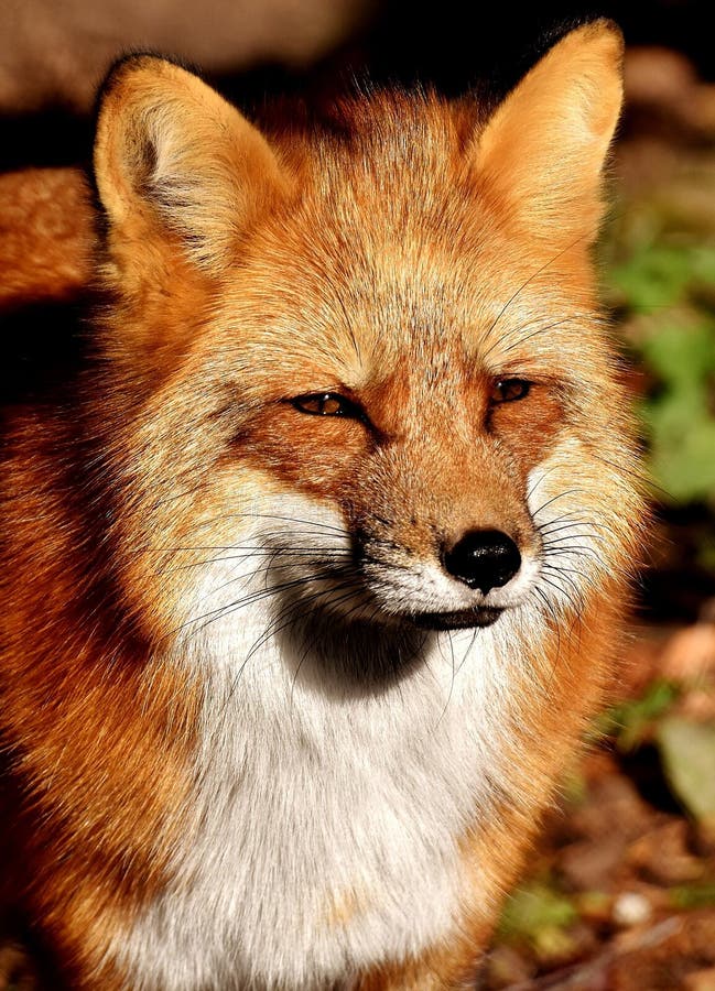 Fox, Red Fox, Wildlife, Mammal Stock Photo - Image of wildlife, mammal ...