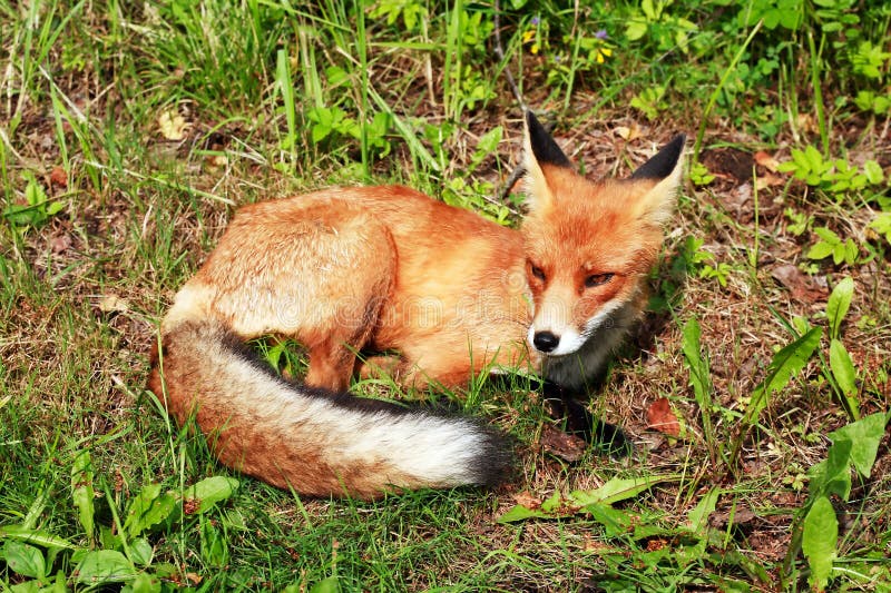 Fox is Resting stock photo. Image of wild, stealth, mammal - 369077432