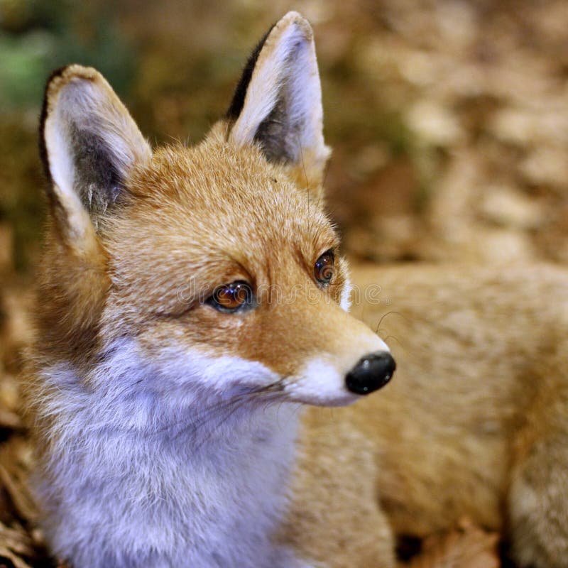 Fox Resting Lying in the Middle of the Leaves 2 Stock Image - Image of ...