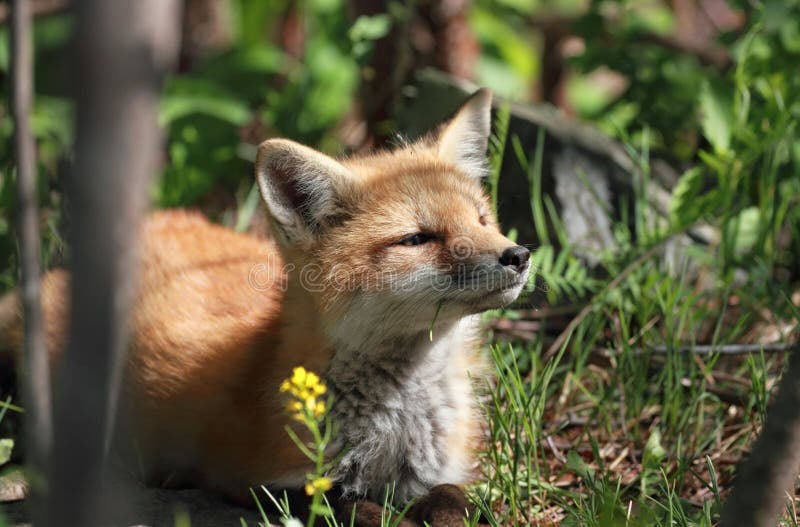 Fox resting stock image. Image of animal, forest, plant - 63641359