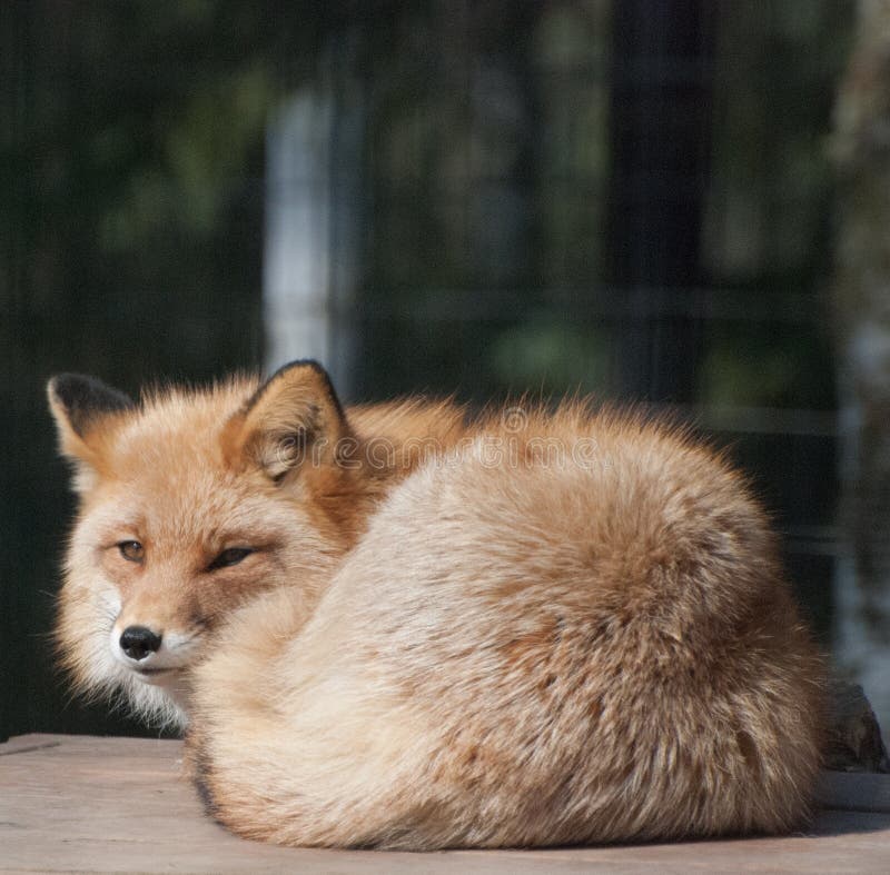 Anchorage Alaska Fox Stock Photos - Free & Royalty-Free Stock Photos ...