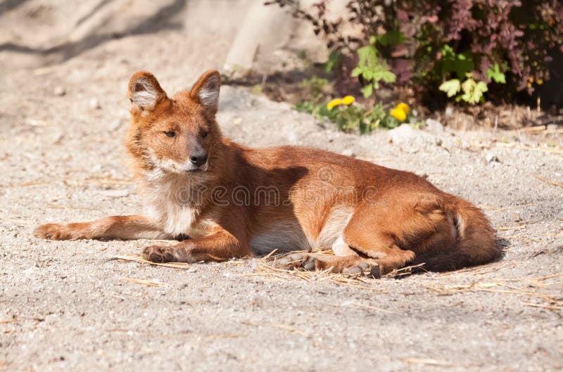 Fox resting on the sun stock image. Image of italy, ears - 52420549