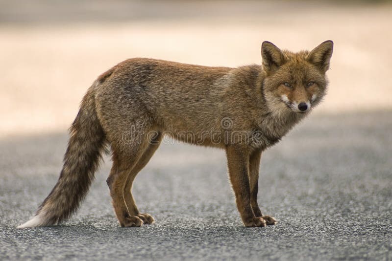 Fox on road stock image. Image of tarmac, wildlife, nature - 91111047