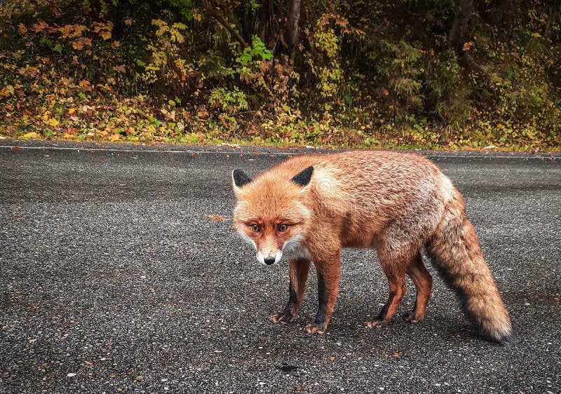 Fox on the road stock image. Image of photoshoot, mammals - 232318933