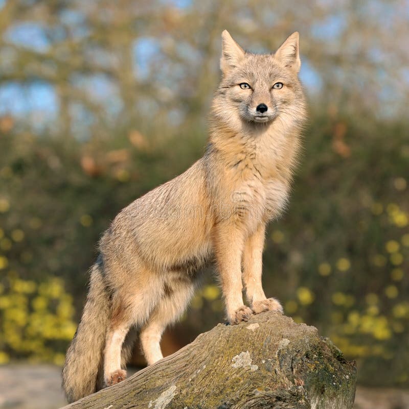 Fox On A Rock Royalty Free Stock Image - Image: 8996906