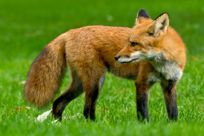 Vixen Del Fox Rojo (vulpes Del Vulpes) Y Kit Near Den Foto de archivo ...