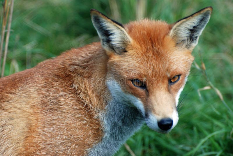 Fox commun des Anglais photo stock. Image du rouge, faune - 16217972