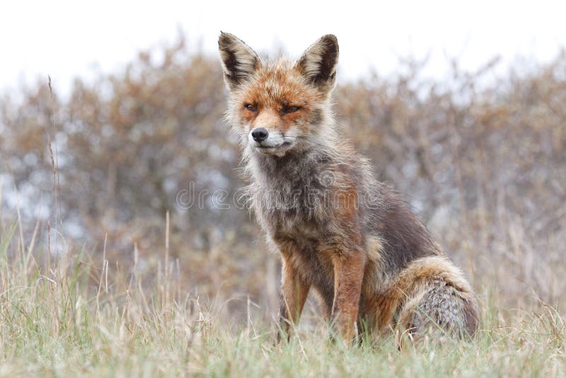 Renard rouge photo stock. Image du mammifère, faune, rouge - 21143802