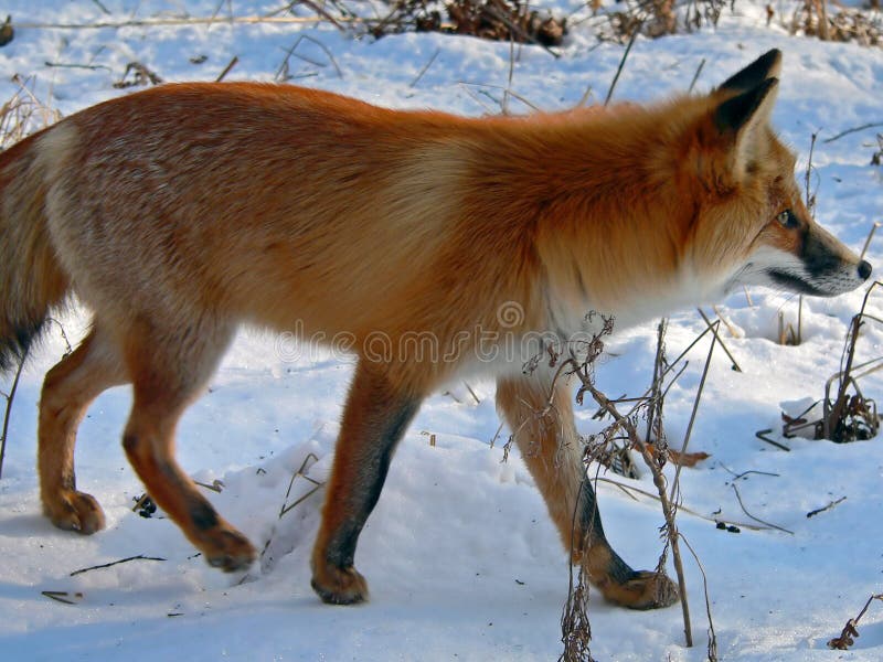 Fox rouge 16 image stock. Image du animaux, forêt, mammifères - 3803185