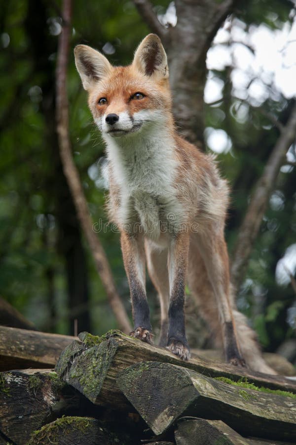 Fox Rouge Mignon, Vulpes De Vulpes, Animal De Forêt De Chute Bel Dans L ...