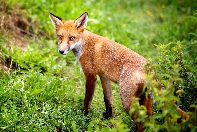 Fox commun des Anglais photo stock. Image du rouge, mammifère - 16217972