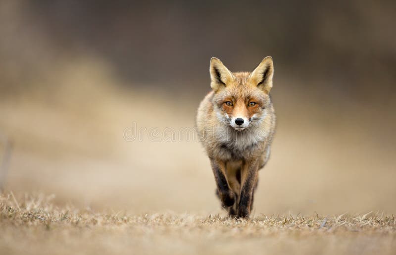 Fox rouge image stock. Image du animal, orientation, chasse - 29689153