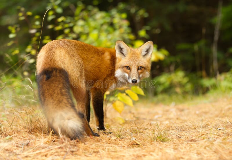 Renard Rouge Cazorla Et Réserve Naturelle De Segura Espagne Photo stock ...