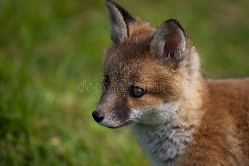 Fox Rouge Mignon, Vulpes De Vulpes, Animal De Forêt De Chute Bel Dans L ...