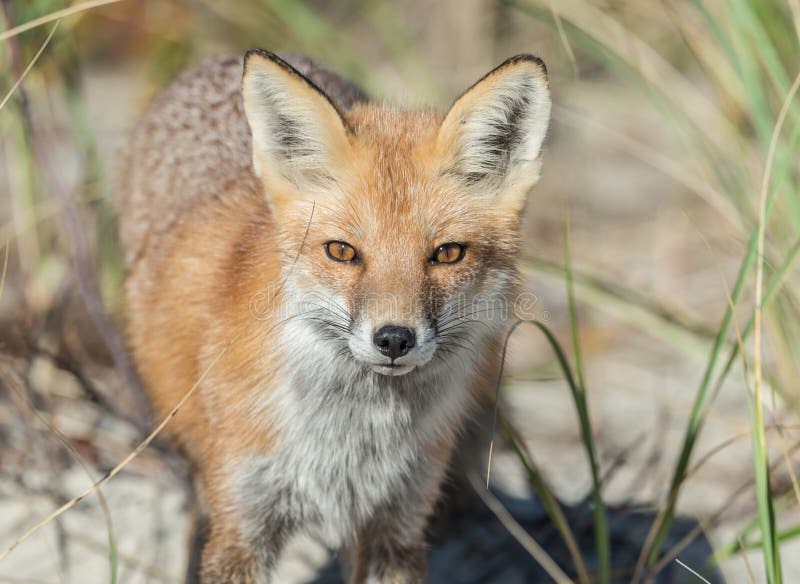 Fox commun des Anglais photo stock. Image du rouge, mammifère - 16217972