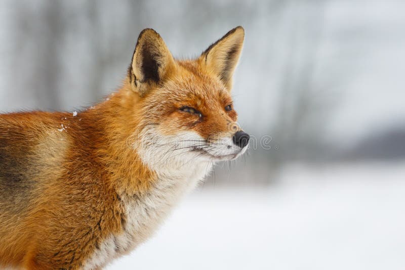 Fox rouge photo stock. Image du prédateur, fourrure, horizontal - 94295828