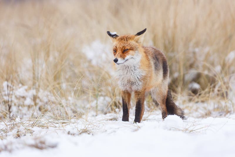 Fox rouge image stock. Image du mammifère, fourrure, froid - 94295955